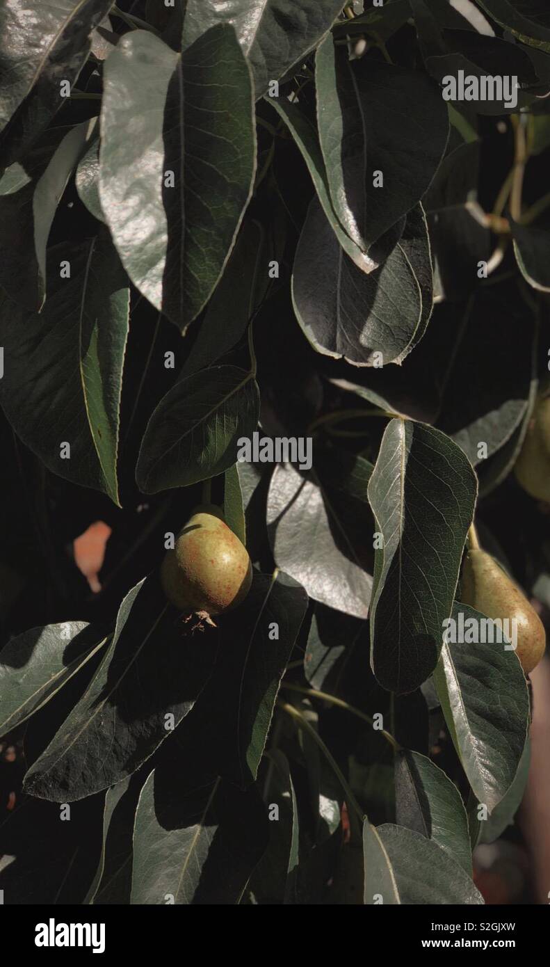 Wild pears hi-res stock photography and images - Alamy