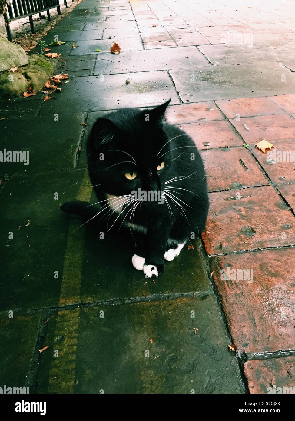 City cats hi-res stock photography and images - Alamy