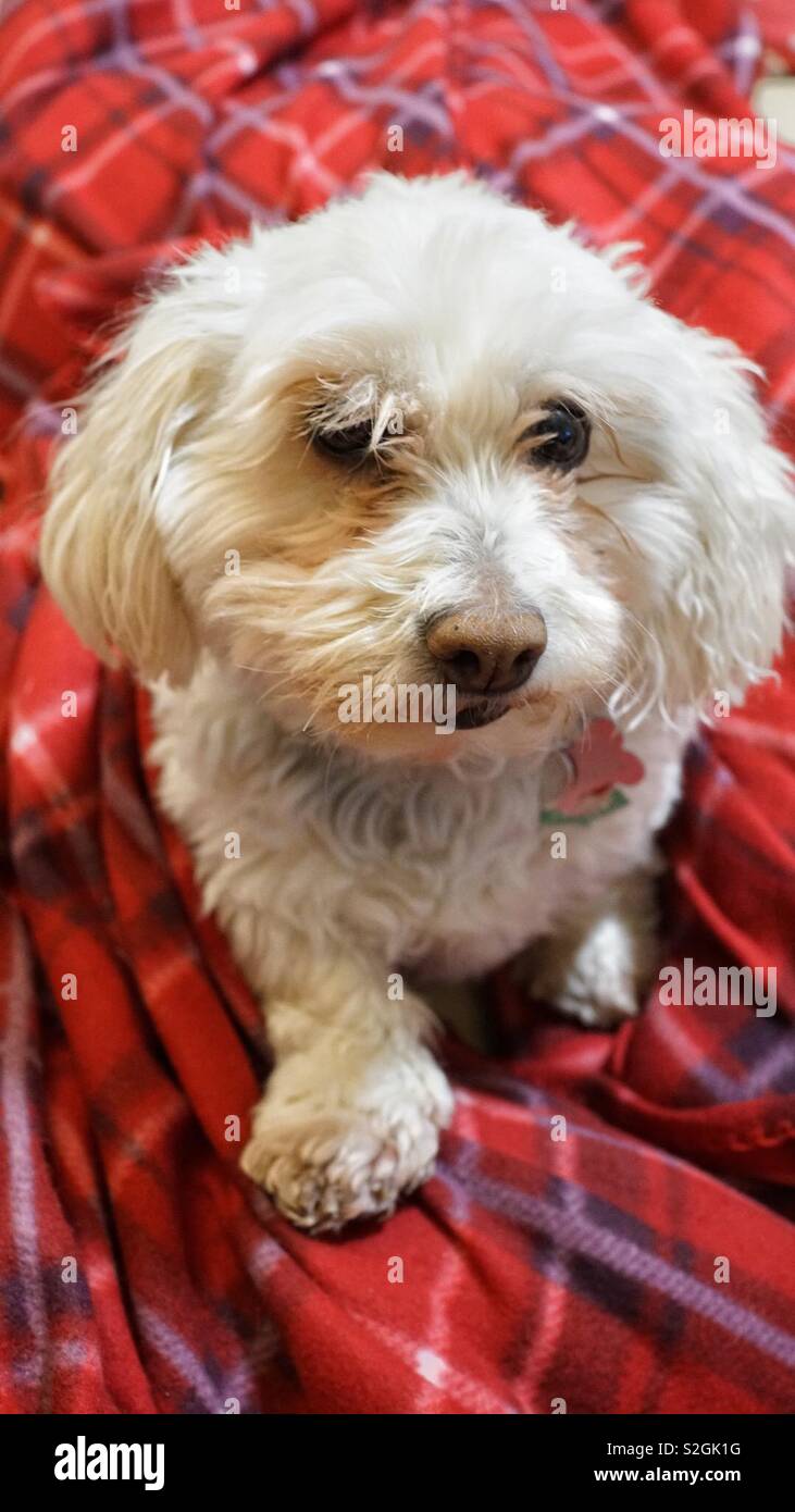 Little white dog Stock Photo - Alamy