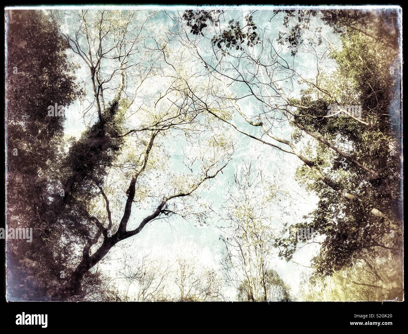 Canopy effect hi-res stock photography and images - Alamy