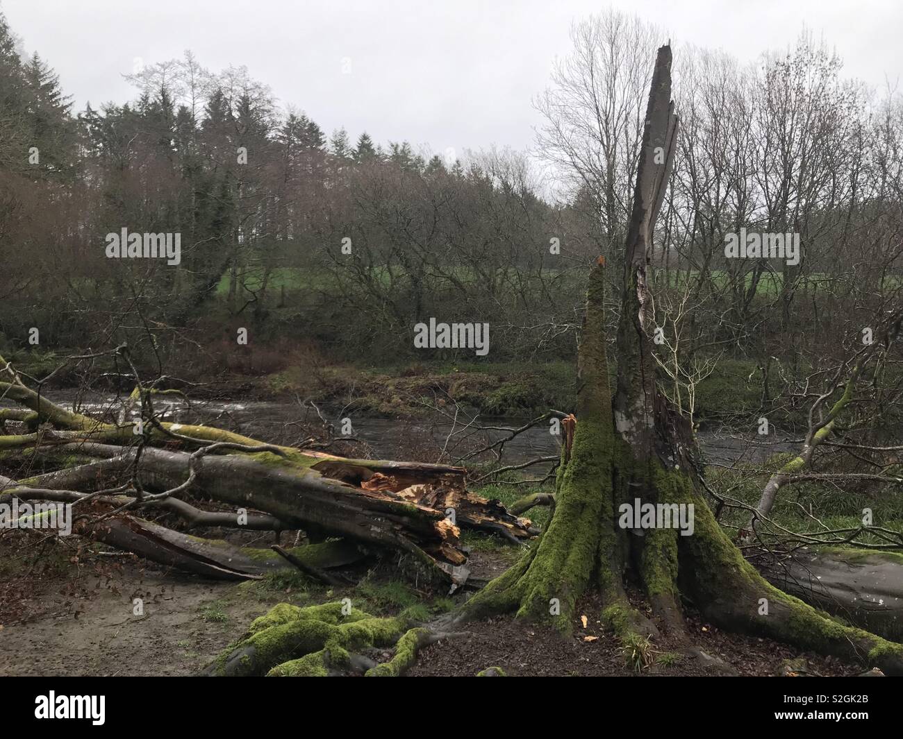 Fallen tree by river Ystwyth Stock Photo - Alamy