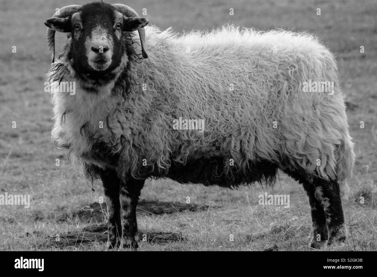 Ram And Ewe Horns High Resolution Stock Photography and Images - Alamy