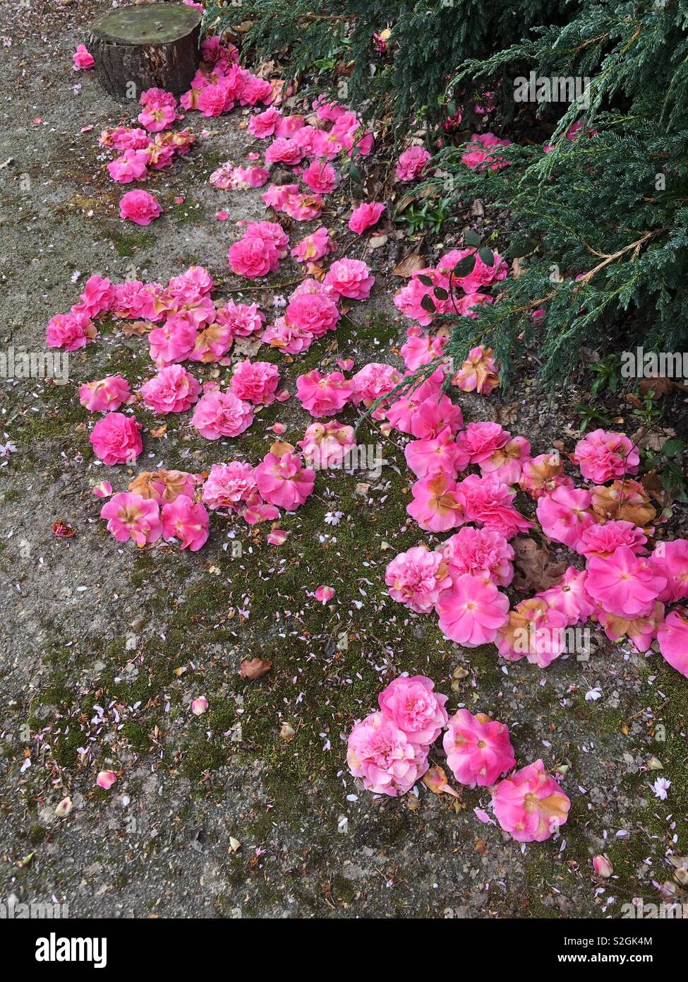 Fallen flowers from shrub Stock Photo - Alamy