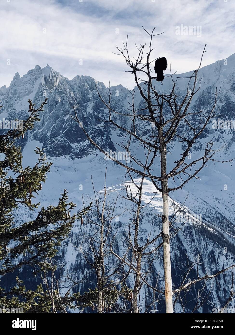 Tree in the alps hi-res stock photography and images - Alamy