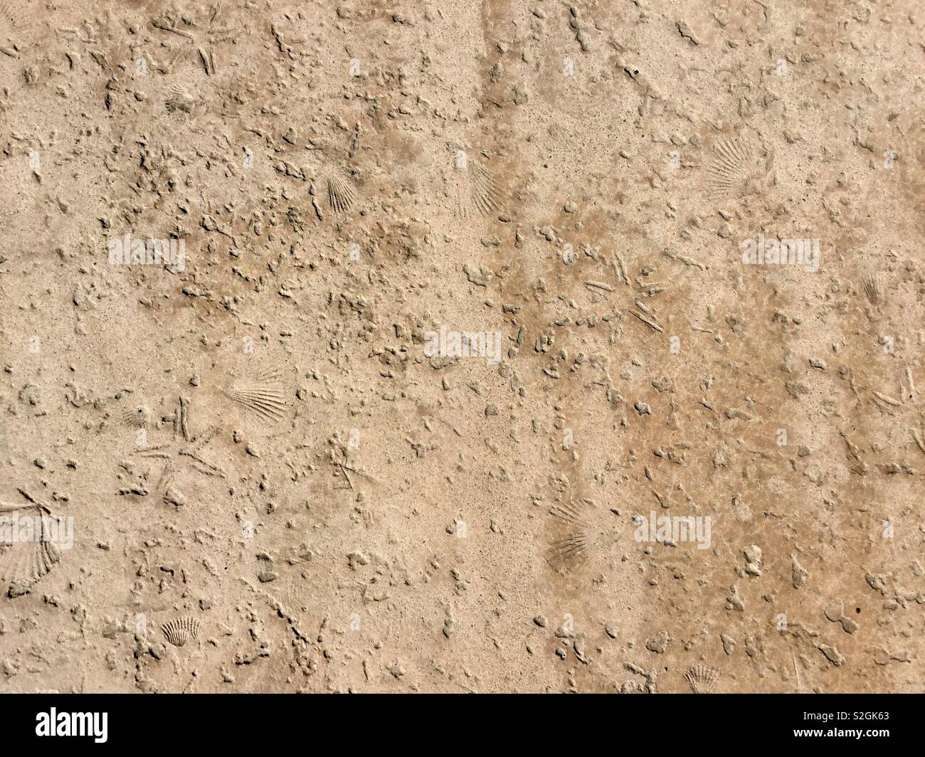 Cement sidewalk with seashell prints Stock Photo - Alamy