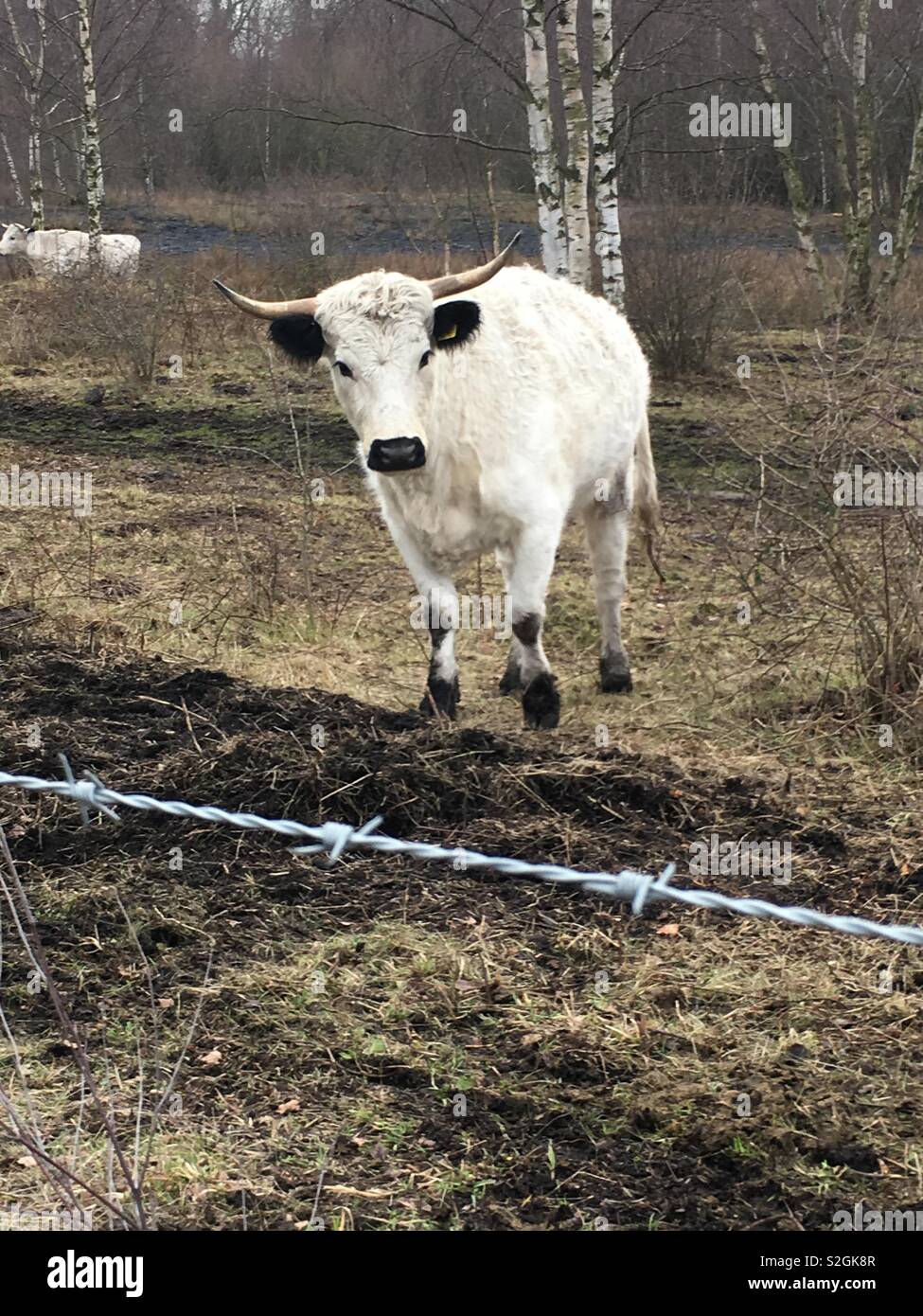 Cow with black ears Stock Photo - Alamy