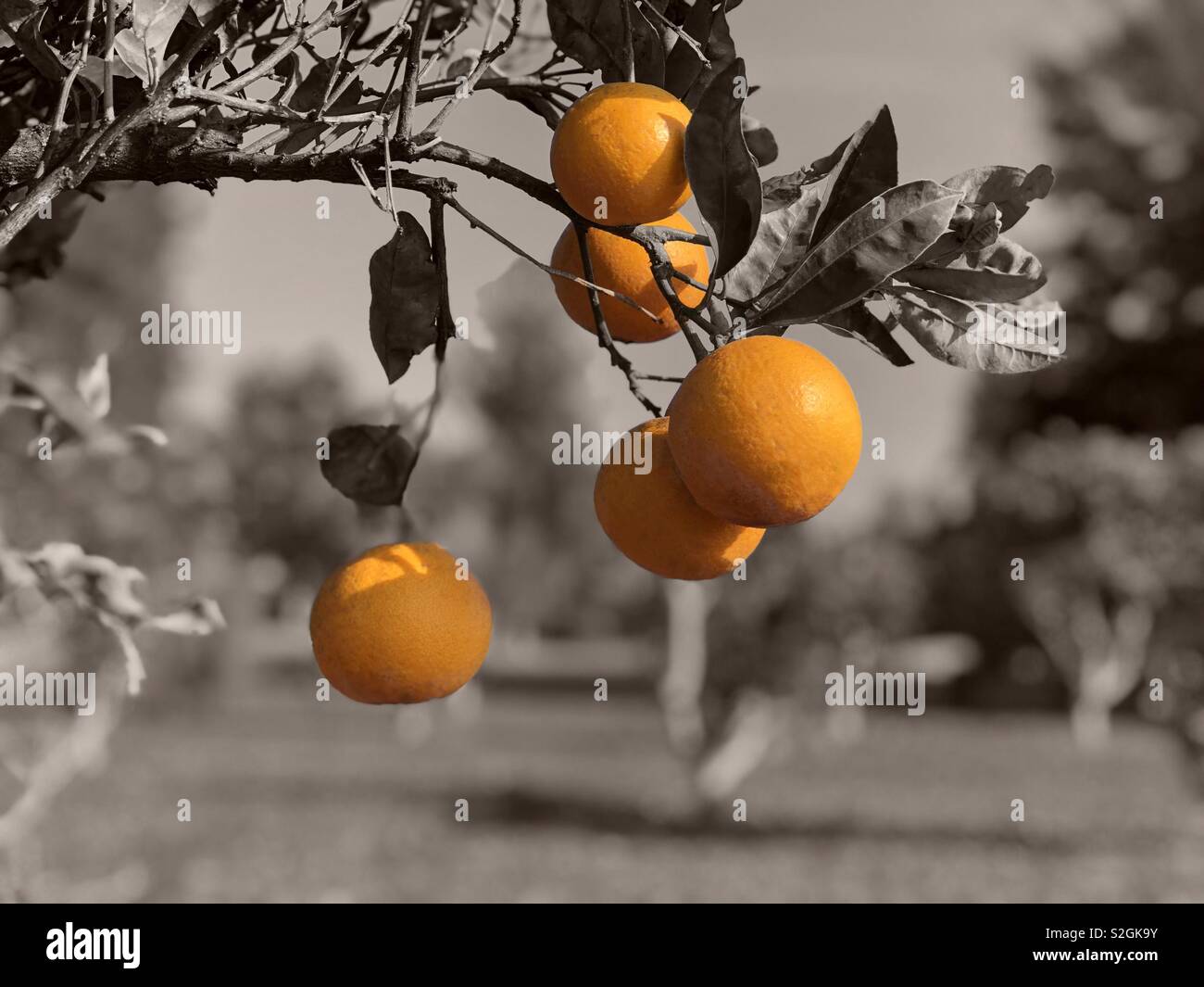 Pop colour hi-res stock photography and images - Alamy