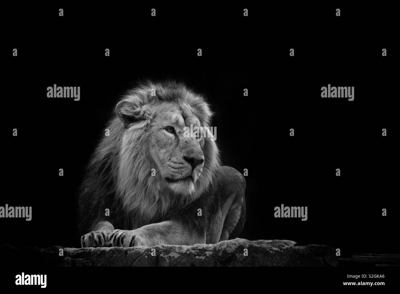 Black And White Lion Portrait Stock Photos & Black And White Lion ...