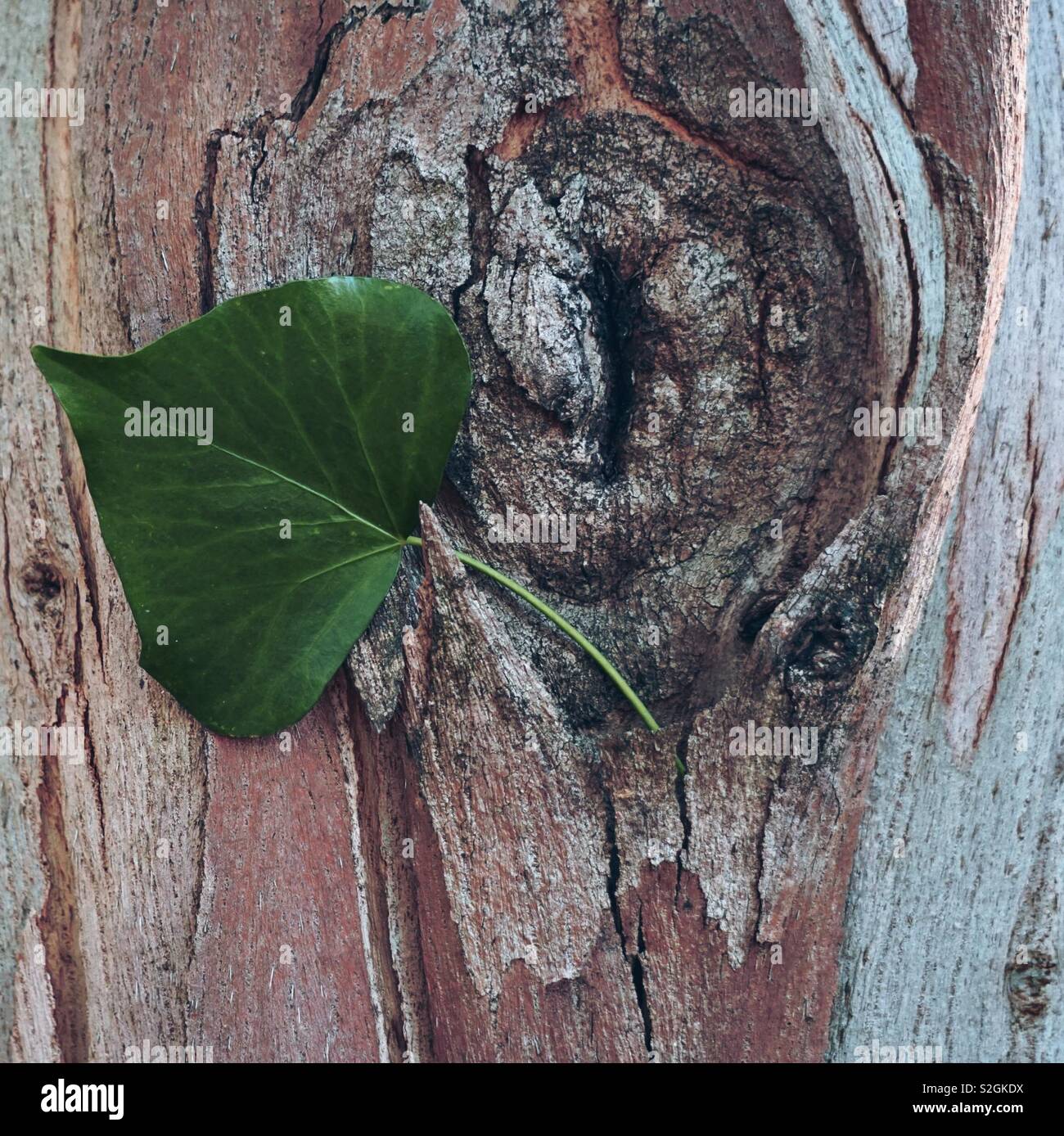 Gree texture hi-res stock photography and images - Alamy