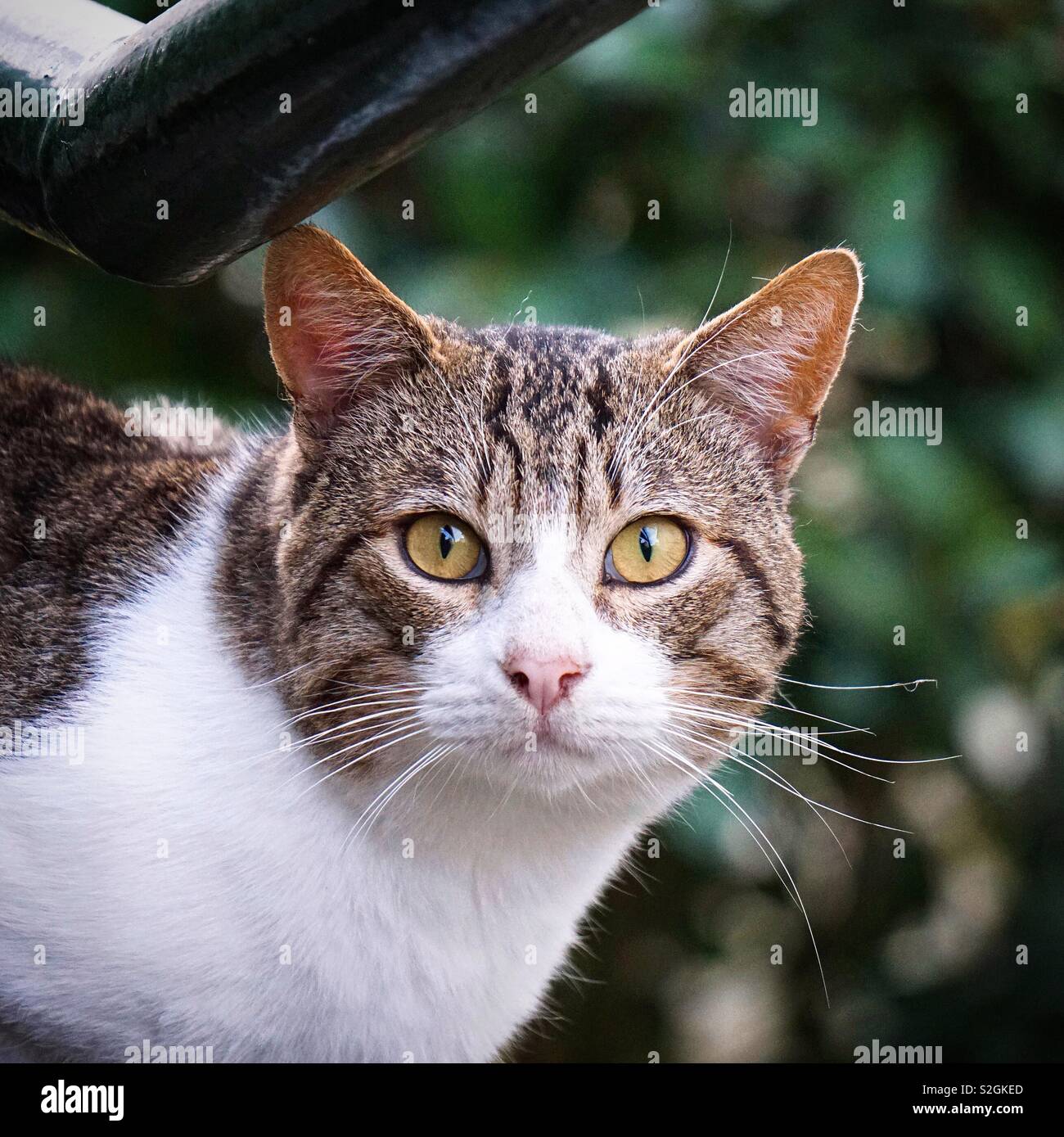 beautiful kitty cat portrait in the street Stock Photo - Alamy