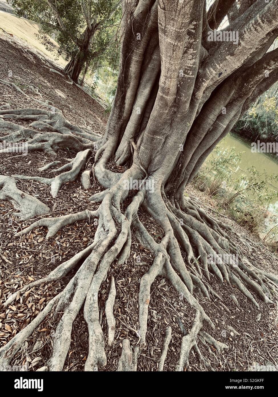 Spread roots hi-res stock photography and images - Alamy