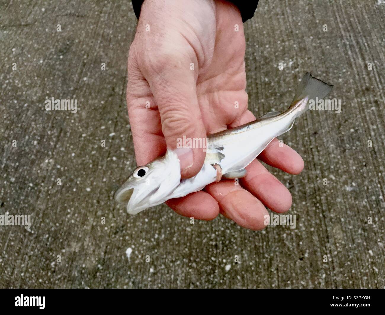 Man Holding Small Fish High Resolution Stock Photography and Images - Alamy