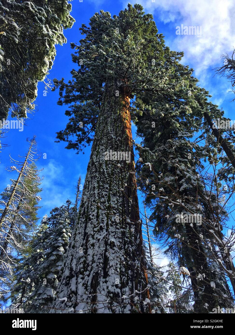 Giant sequoias and snow hi-res stock photography and images - Alamy