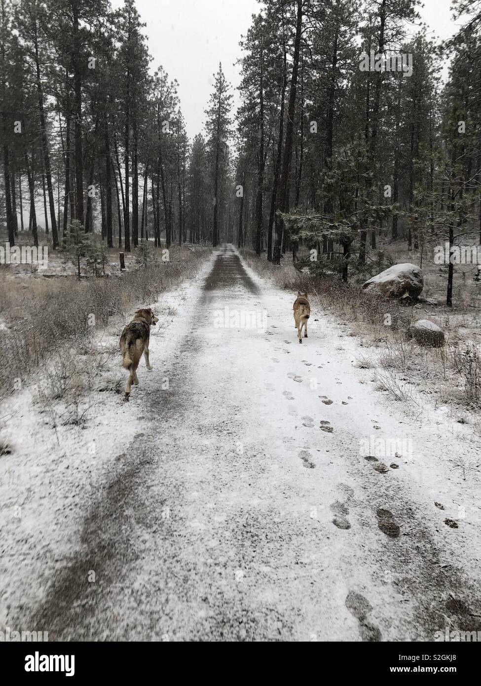 Wolf Dog Winter Stock Photo - Alamy