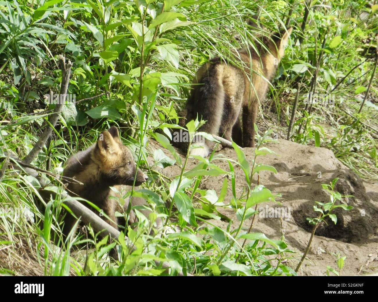 Kit foxes hi-res stock photography and images - Alamy