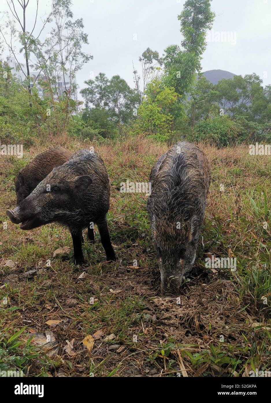 Asian wild boars hi-res stock photography and images - Alamy
