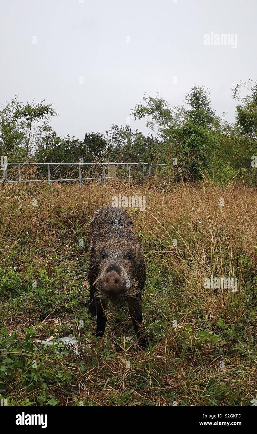 Wild boar ecosystem hi-res stock photography and images - Alamy