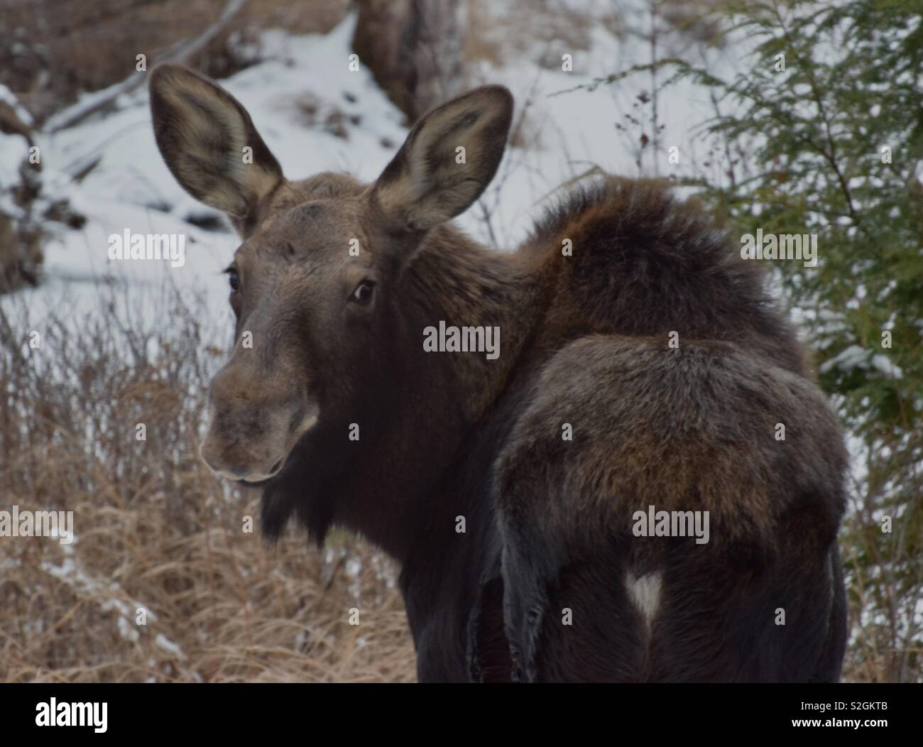 Close up moose nose hi-res stock photography and images - Alamy