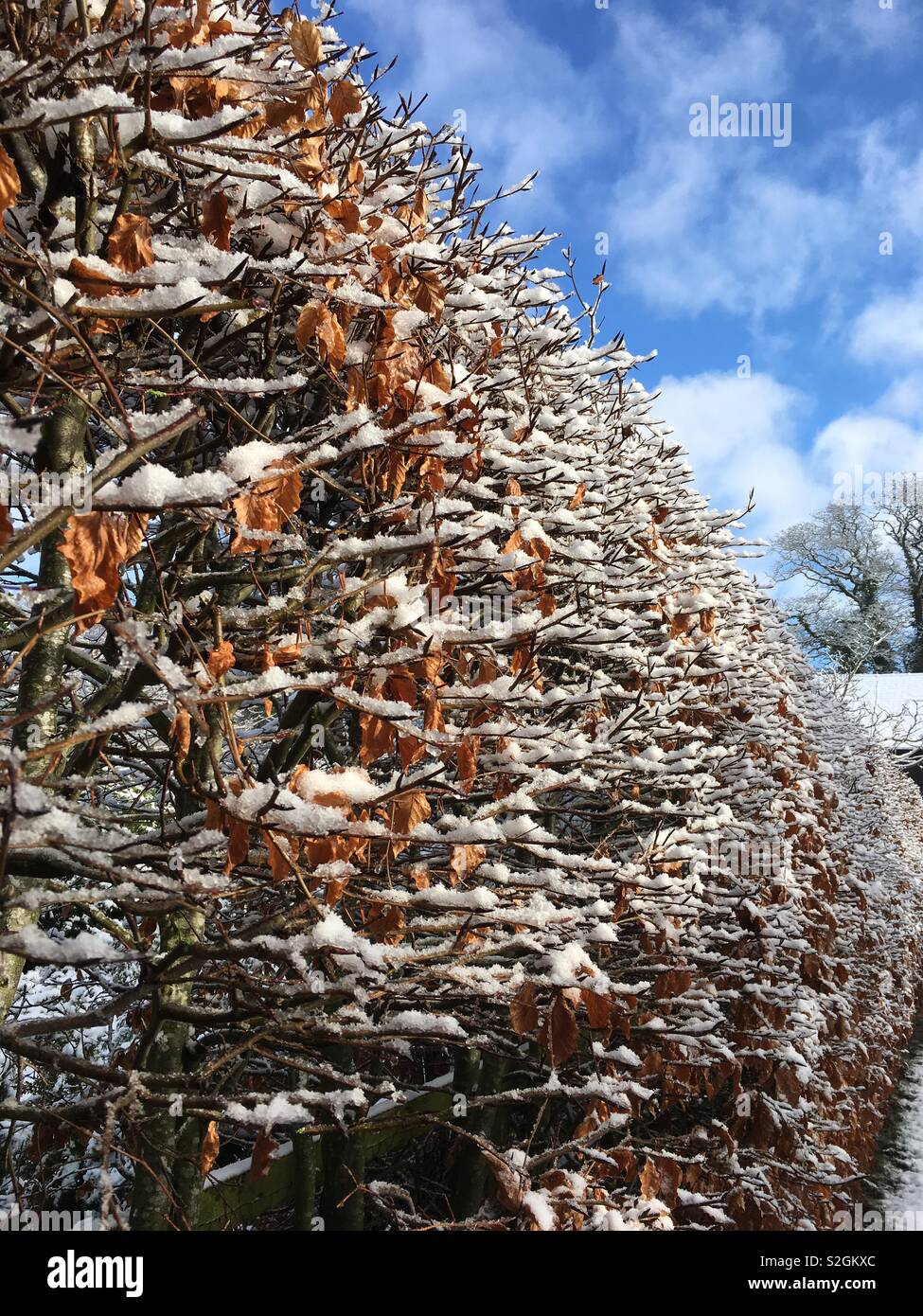 Copper hedge hi-res stock photography and images - Alamy