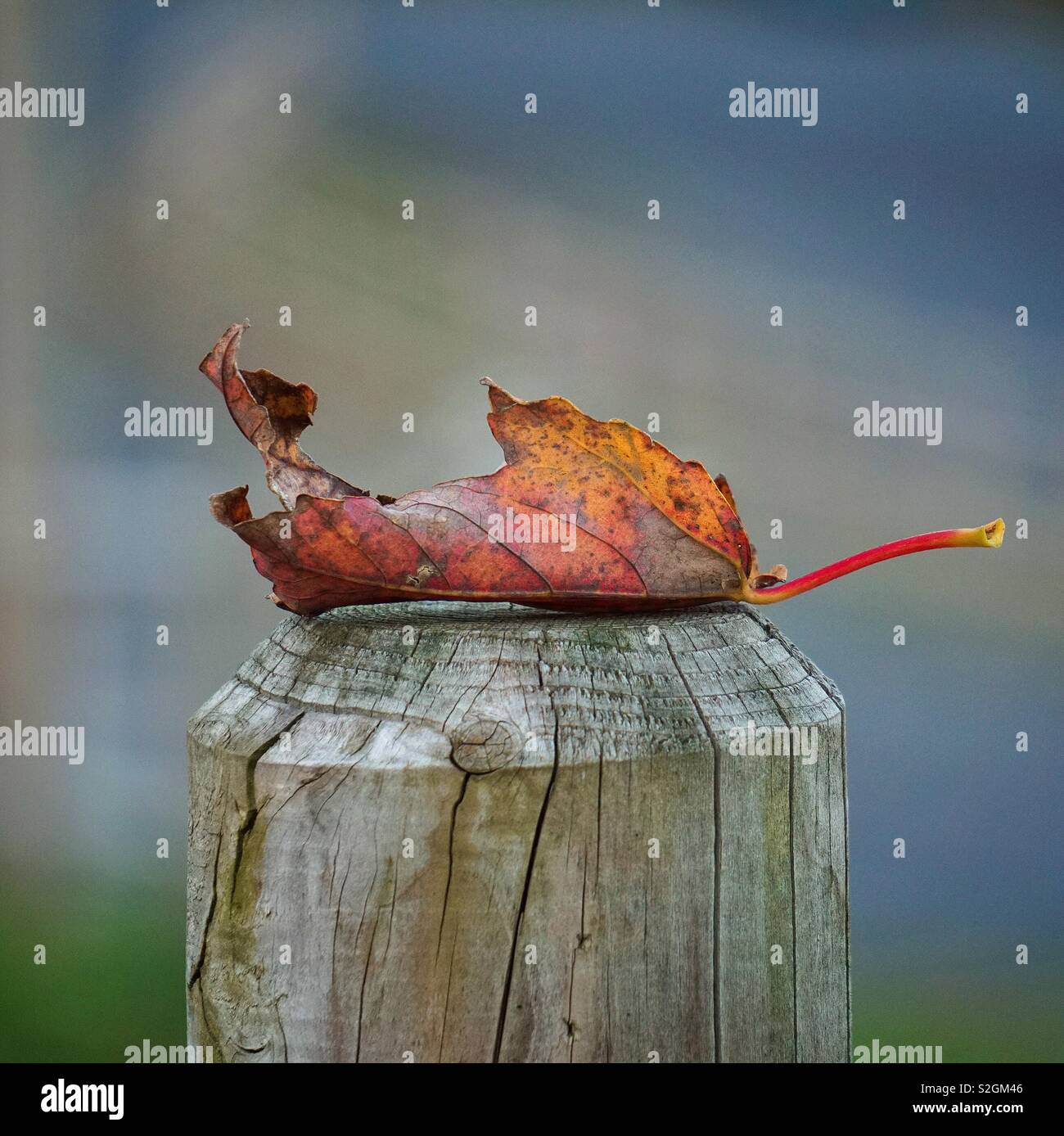 red tree leaf in the nature Stock Photo - Alamy