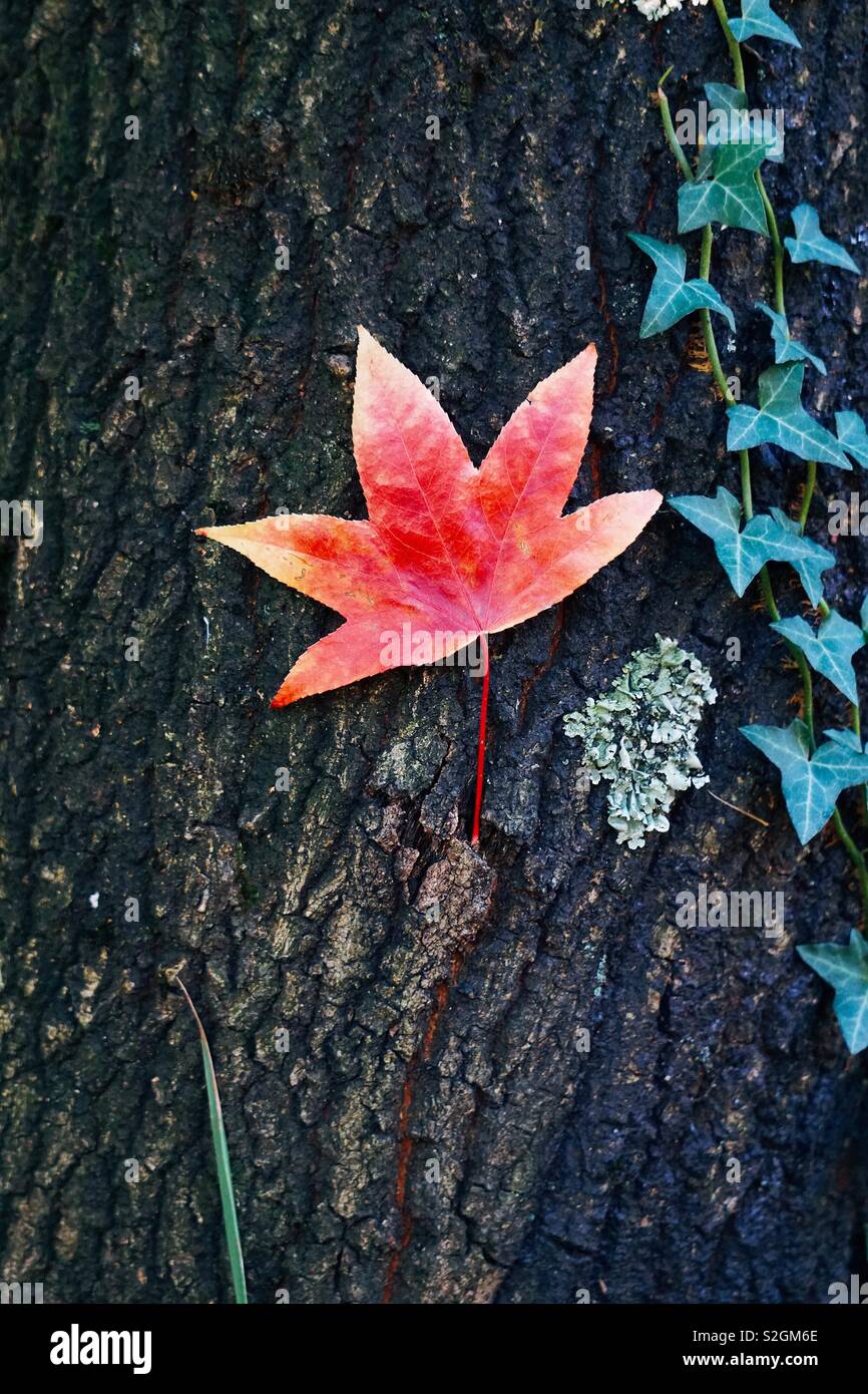 Red tree leaf hi-res stock photography and images - Alamy