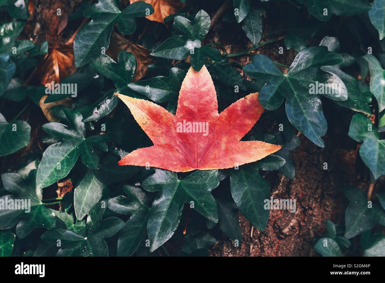 red tree leaf in the nature Stock Photo - Alamy