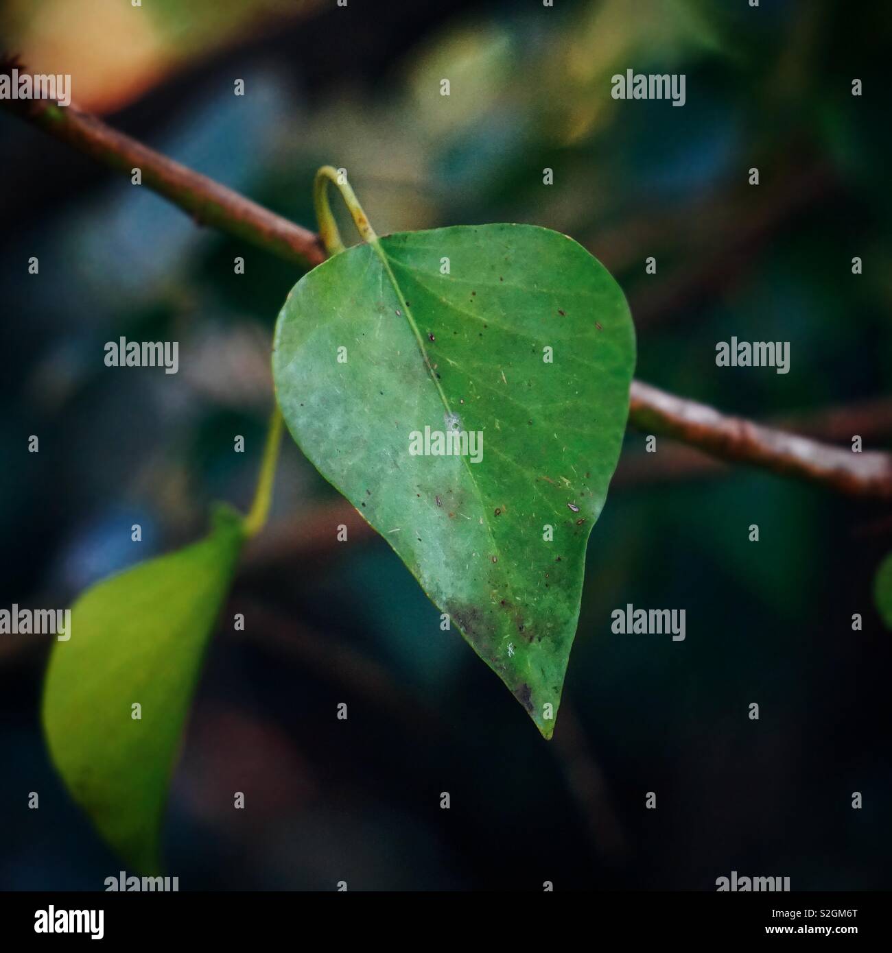 beautiful green leaf Stock Photo - Alamy