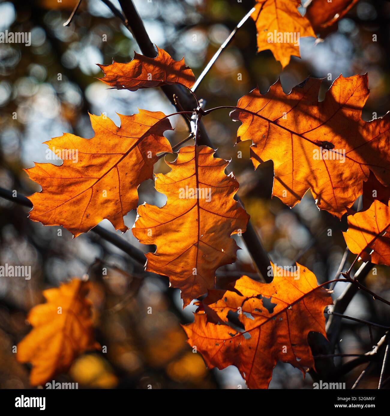 Brown leaves branches hi-res stock photography and images - Alamy