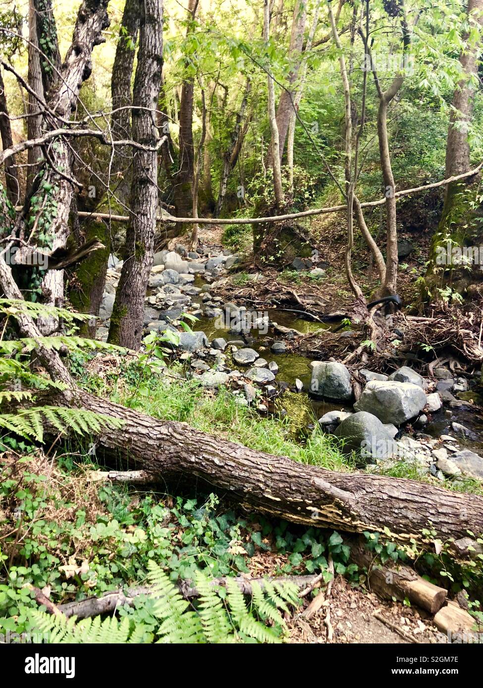 Forest in Cyprus Stock Photo - Alamy