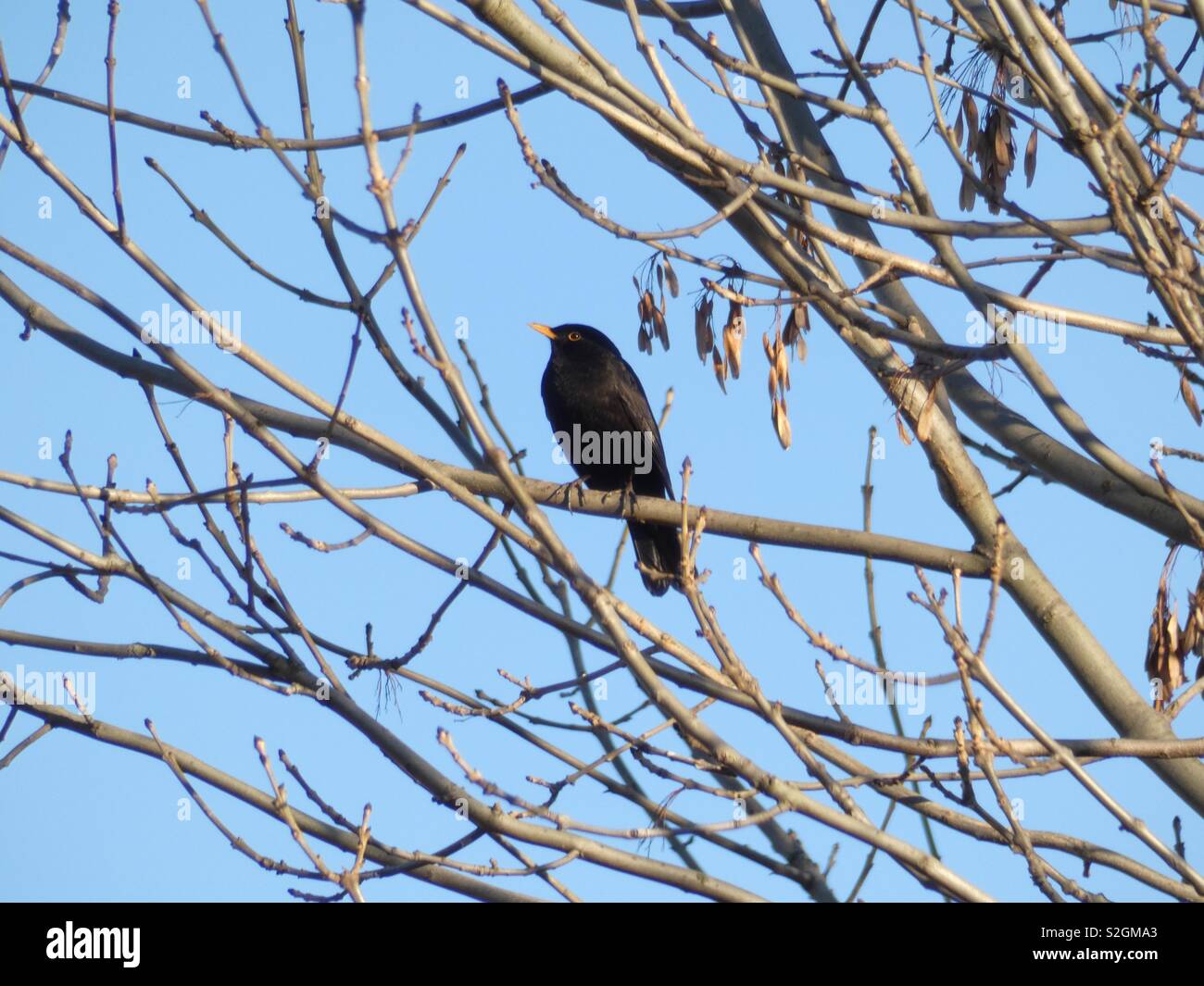 A blackbird in a tree Stock Photo - Alamy