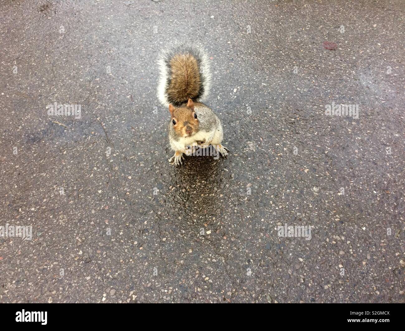 Squirrel Looking At Camera High Resolution Stock Photography and Images ...