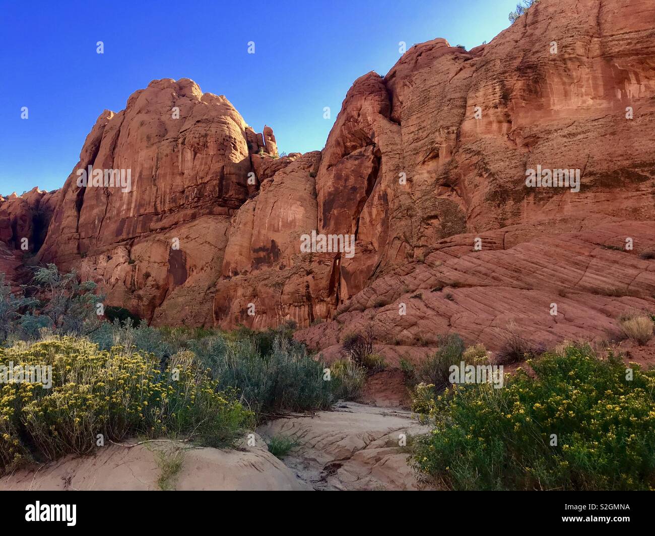 Vermillion flowers hi-res stock photography and images - Alamy