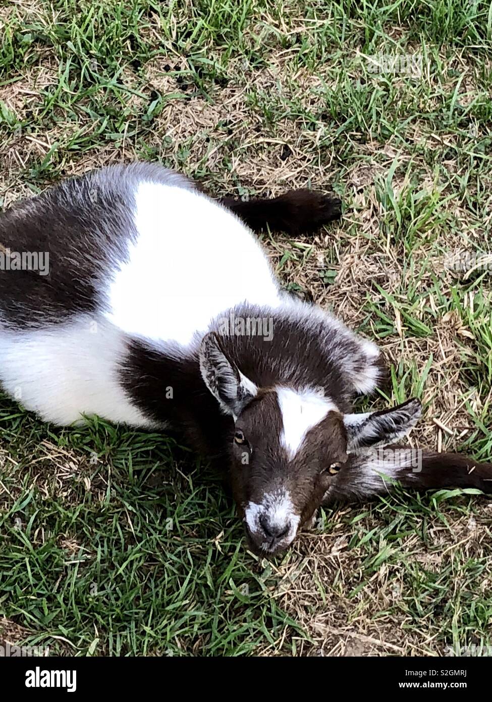 Happy Goat High Resolution Stock Photography and Images - Alamy