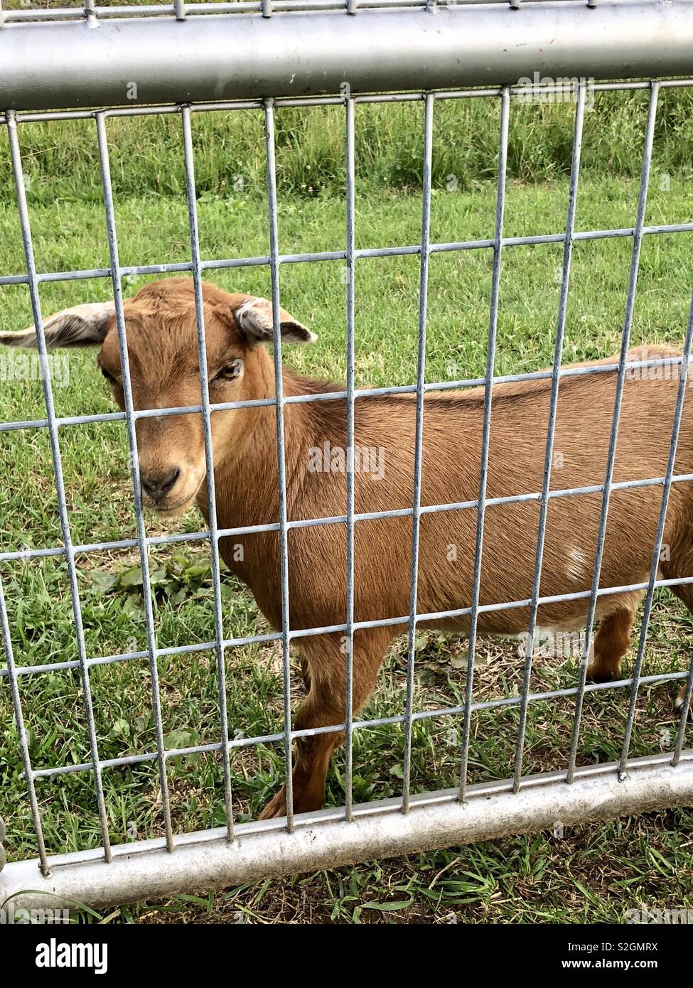 Goat In Pen Stock Photo - Alamy