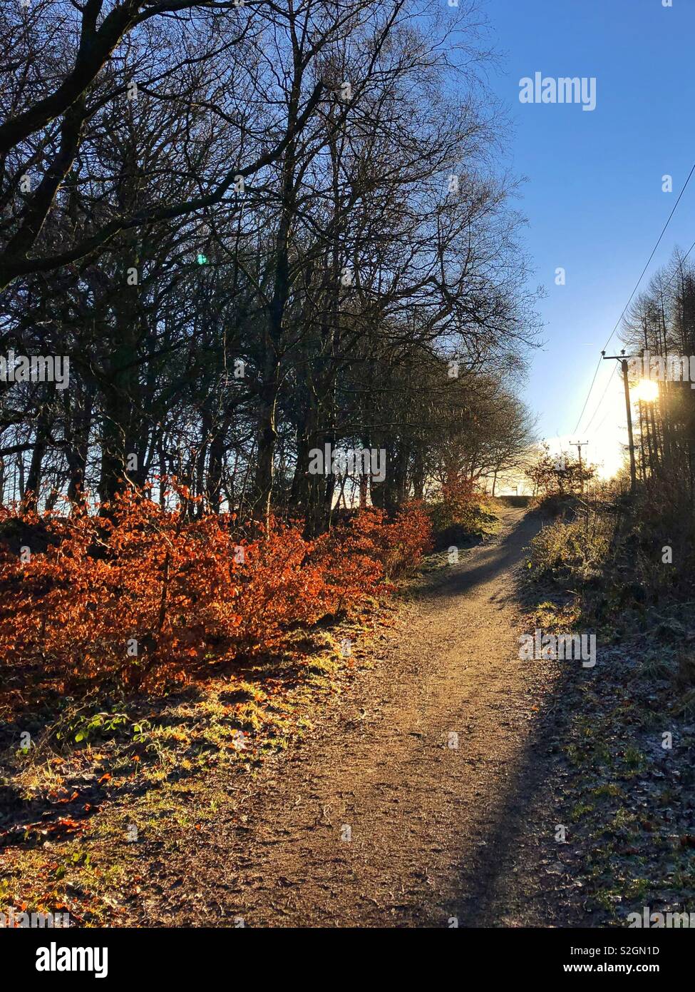 Otley chevin trees hi-res stock photography and images - Alamy