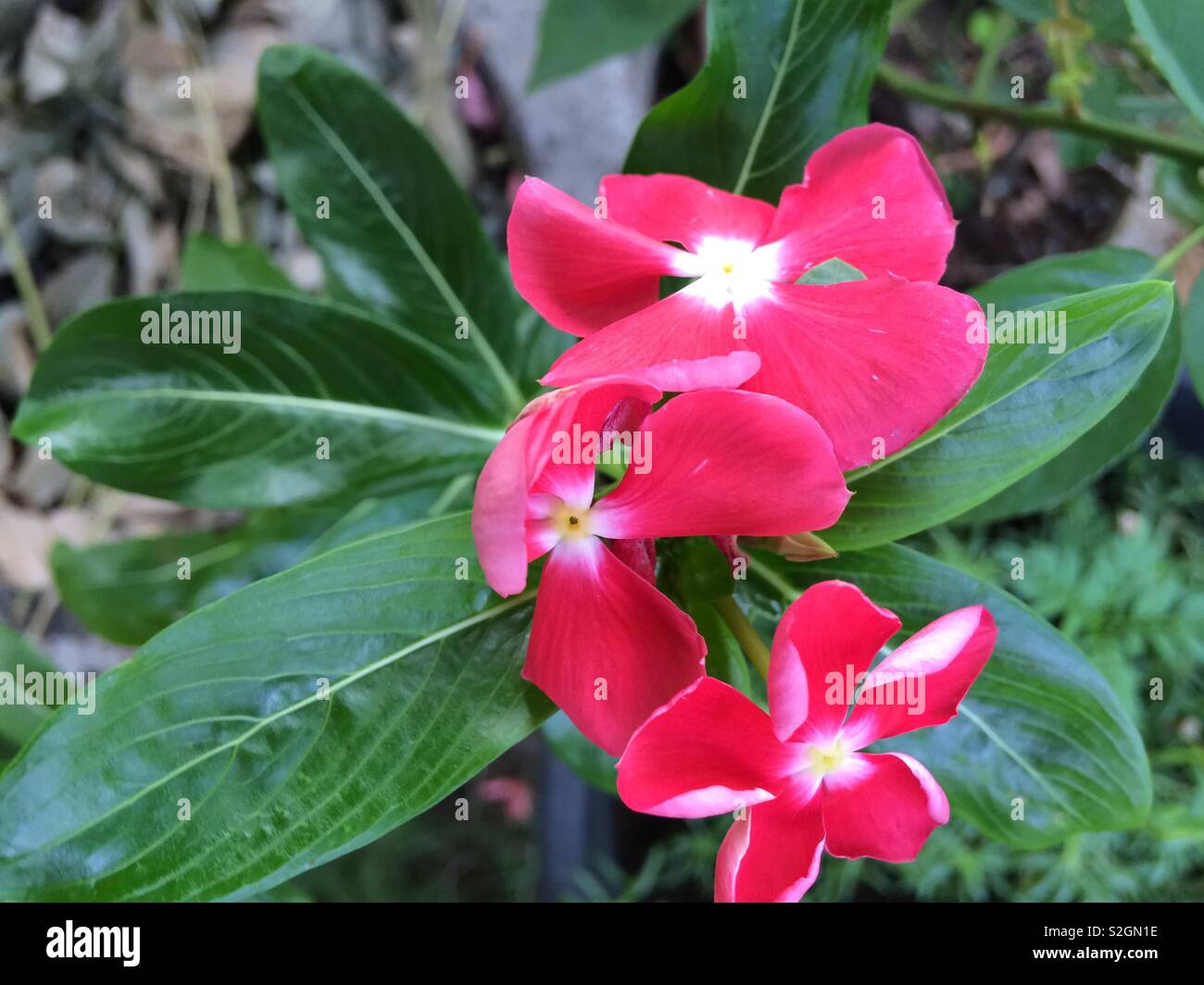 Catharanthus roseus flower Stock Photo - Alamy