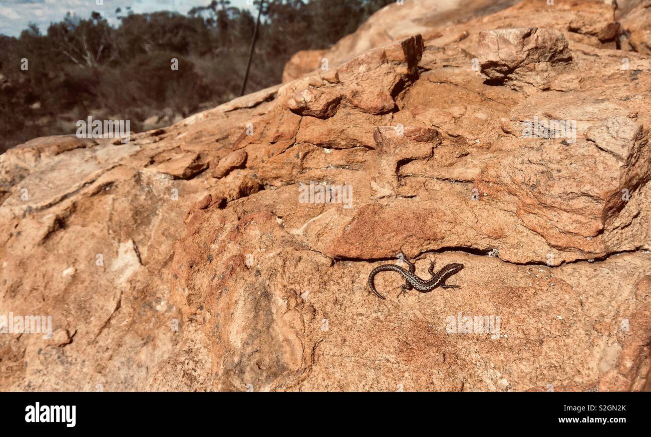 Australian gecko hi-res stock photography and images - Alamy
