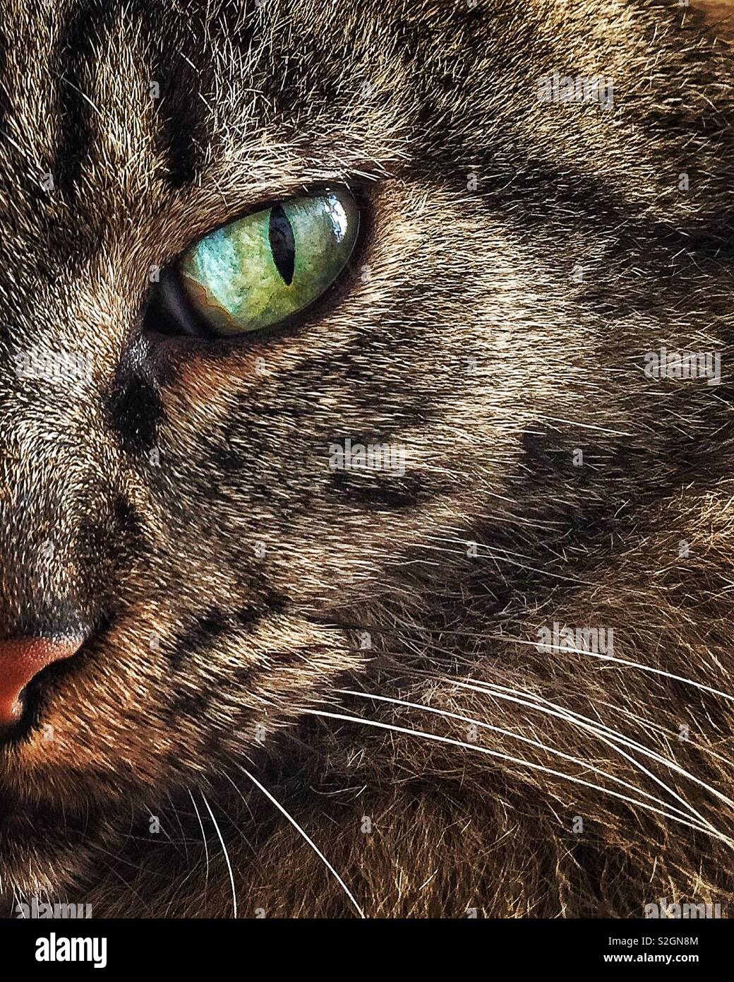 Half Cat Half Human Face