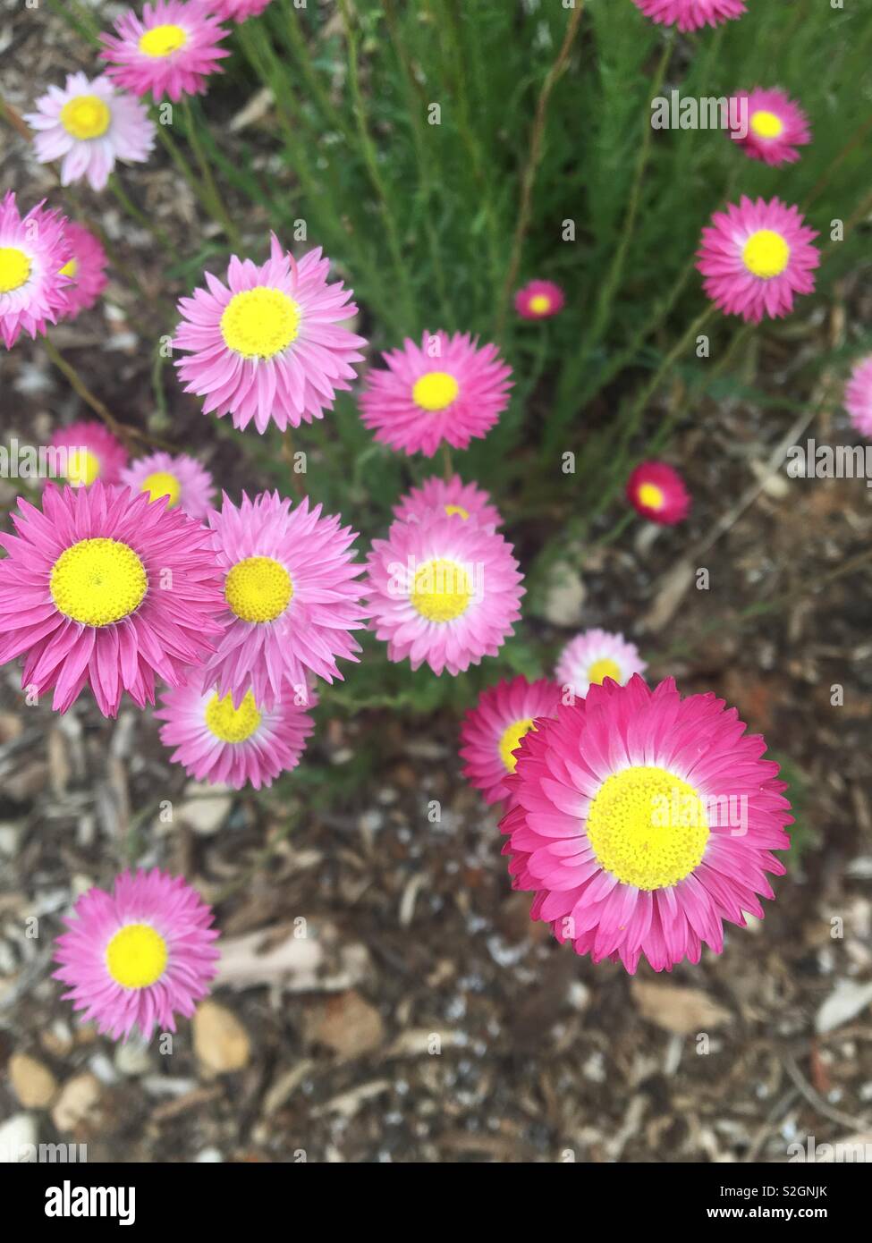 Australian native flower hi-res stock photography and images - Alamy