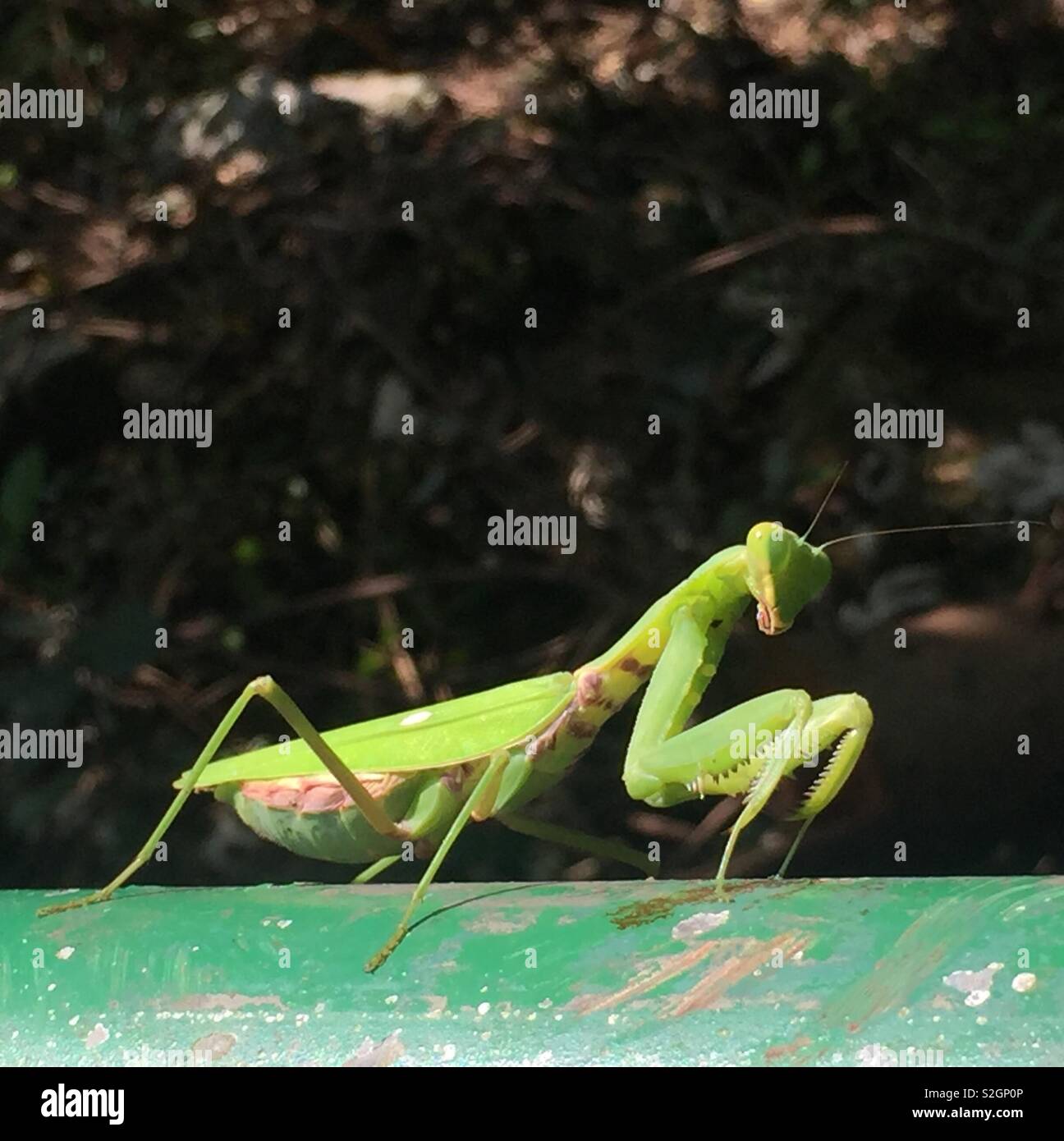 Mantodea hi-res stock photography and images - Alamy