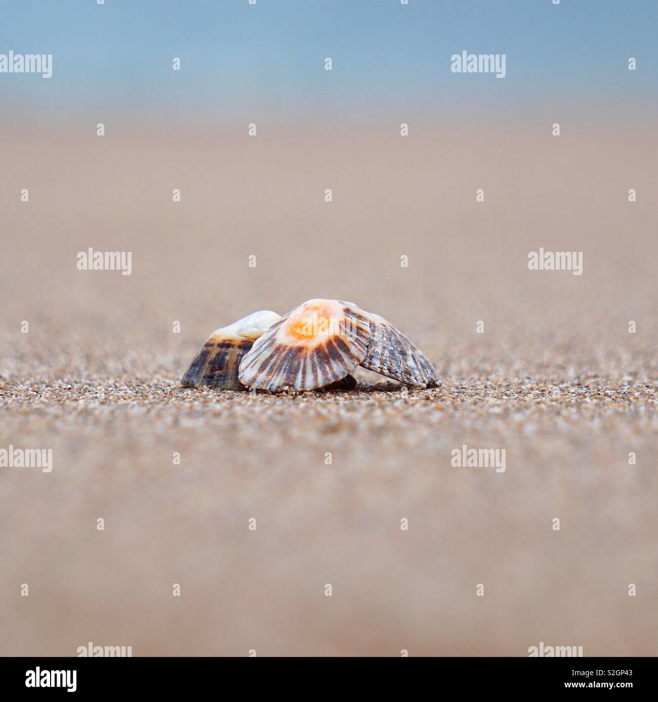 shell on the sand in the beach Stock Photo - Alamy