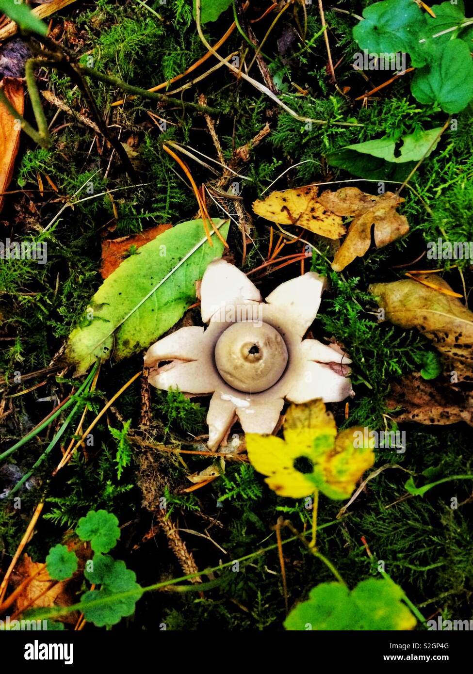 Looking down on a Collared Earthstar mushroom, Geastrum triplex, in ...