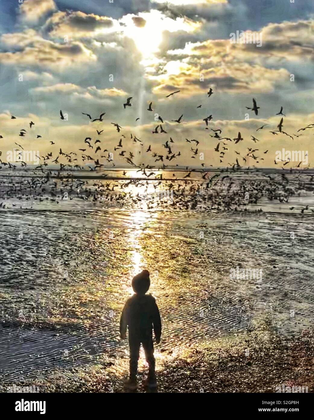 Sunshine birds hi-res stock photography and images - Alamy