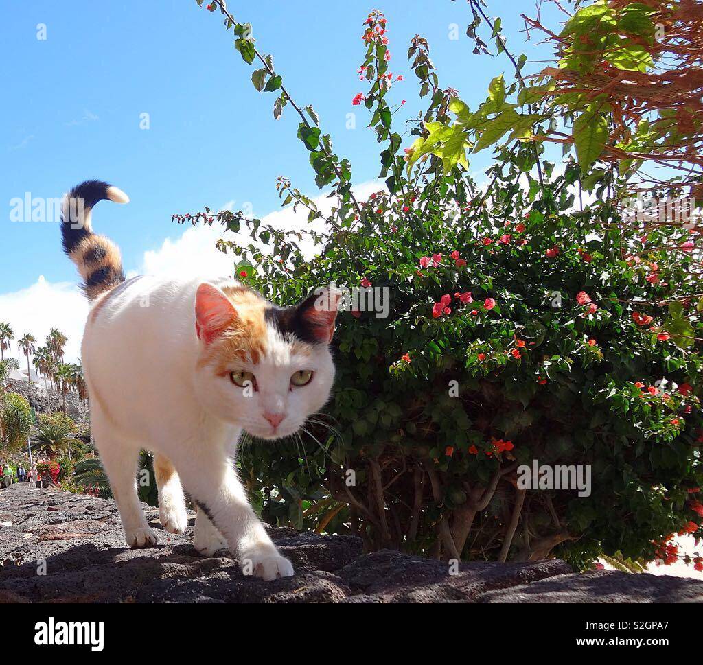 Happy cat and sunshine Stock Photo - Alamy