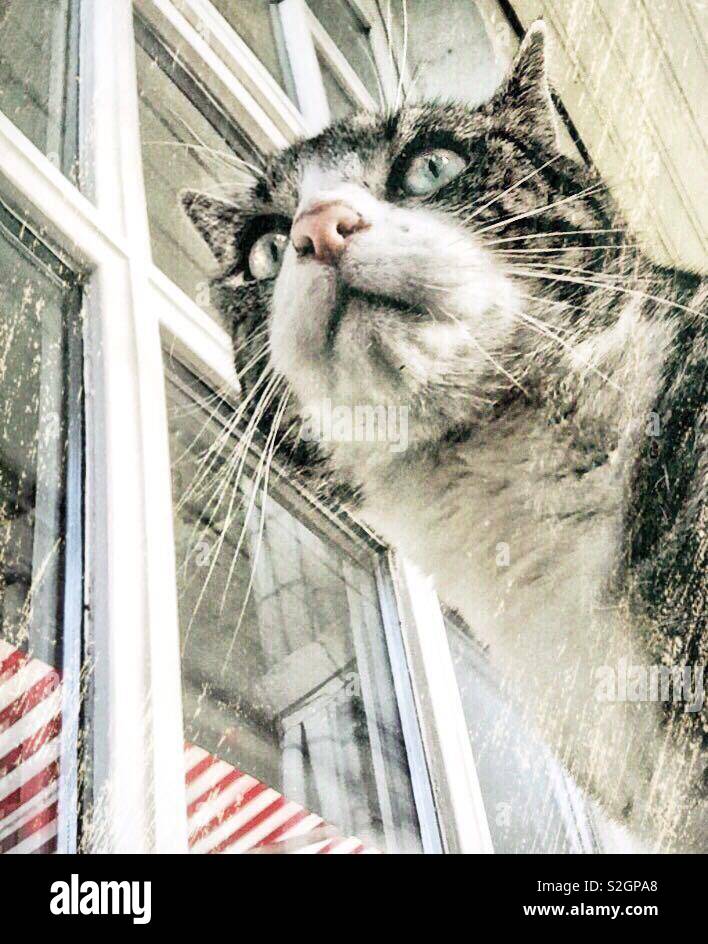 Cat is watching! Stock Photo - Alamy