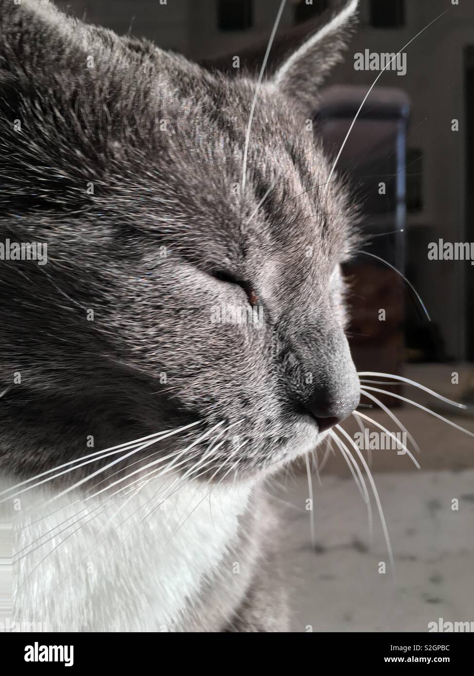 Cat blinking hi-res stock photography and images - Alamy