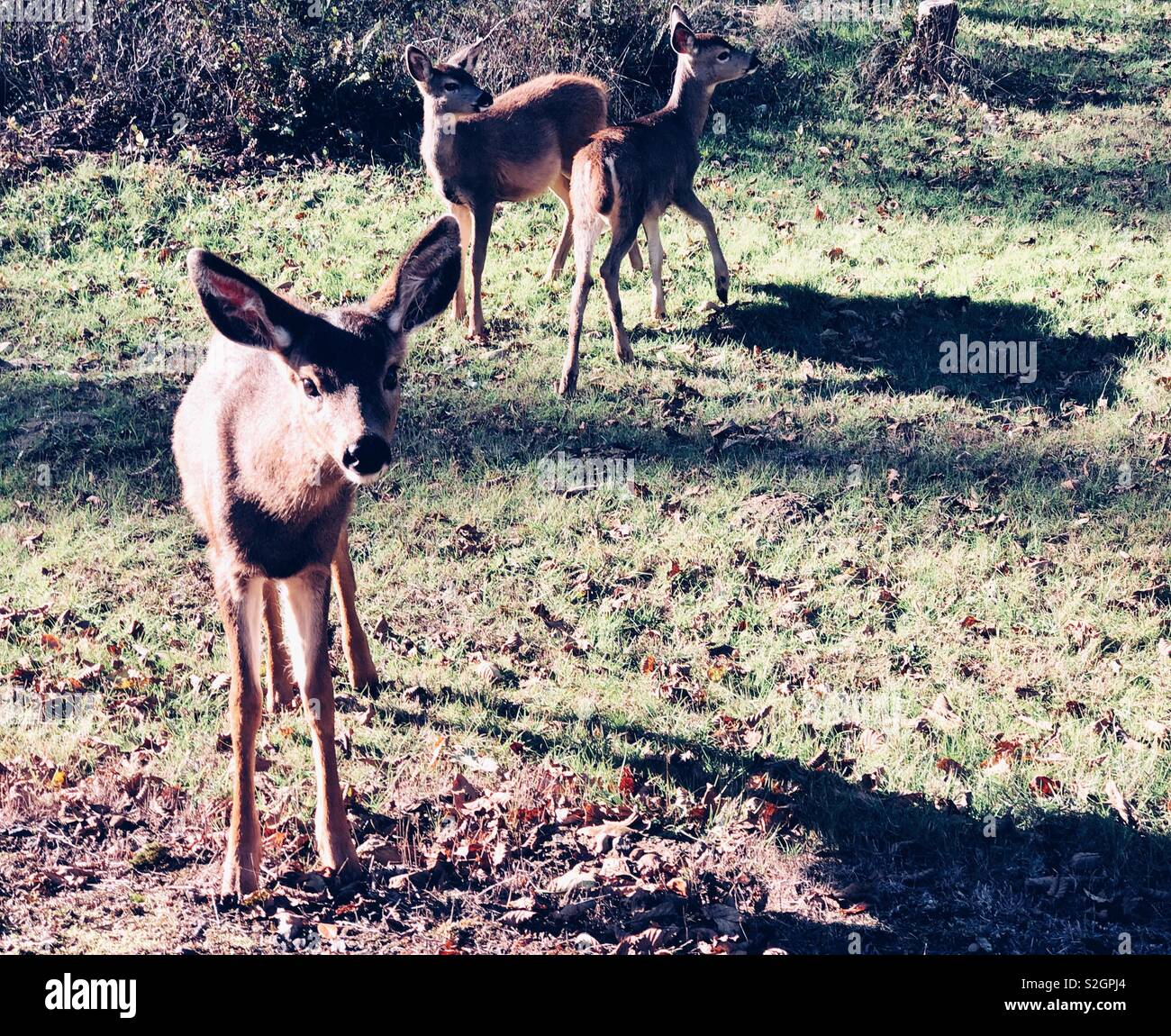 Deer family hi-res stock photography and images - Alamy
