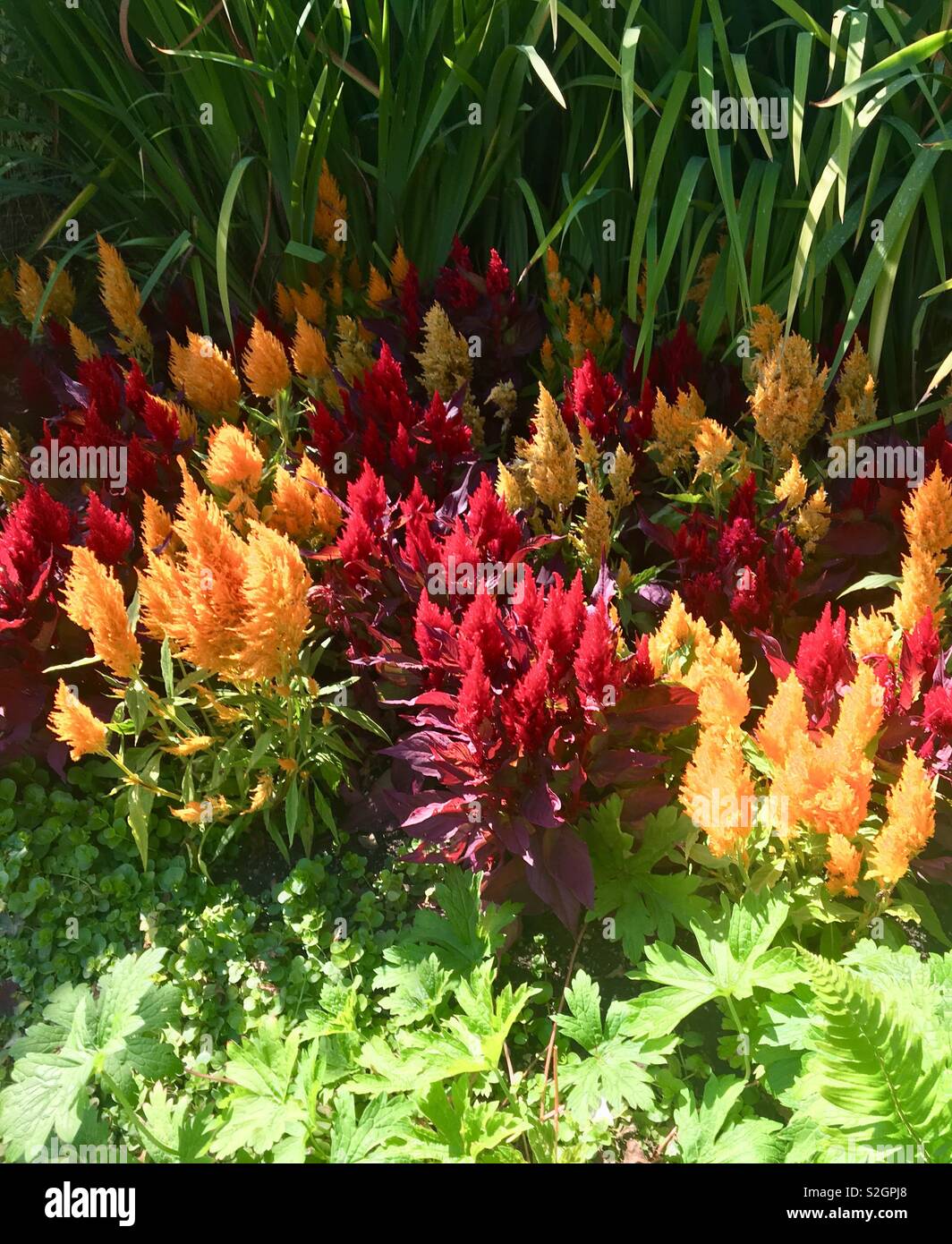 Plants of Fire Stock Photo - Alamy