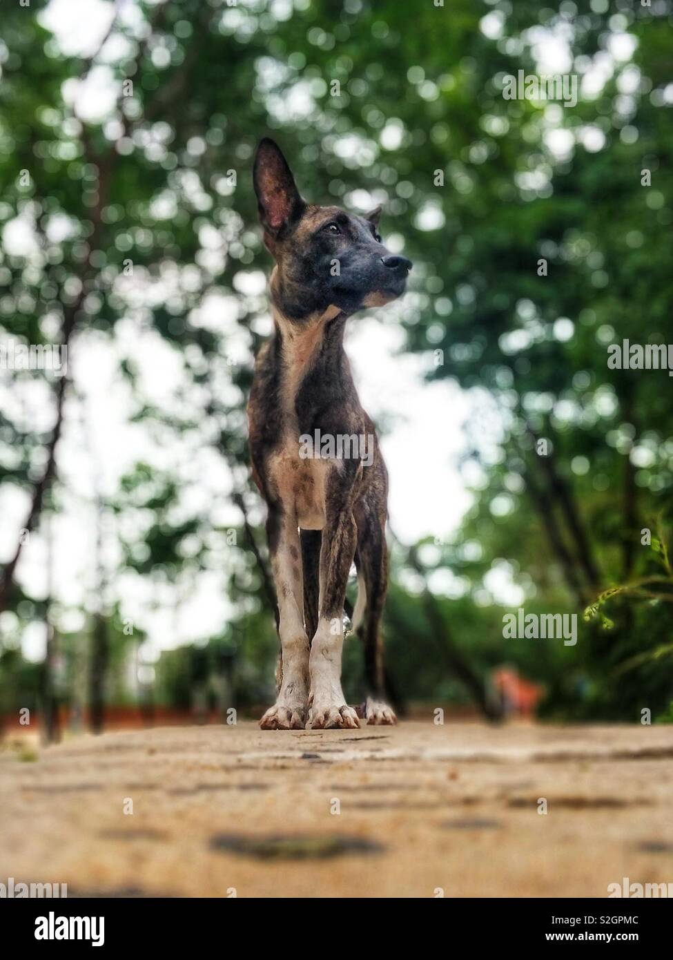 Bold Dog High Resolution Stock Photography and Images - Alamy