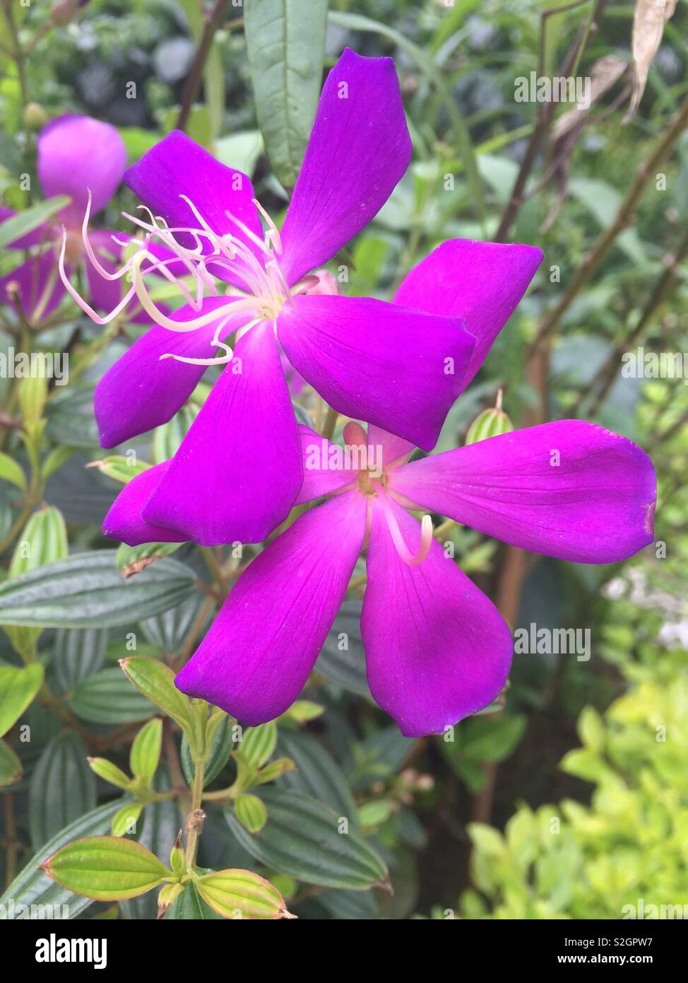 Flower of hong kong orchid tree hi-res stock photography and images - Alamy